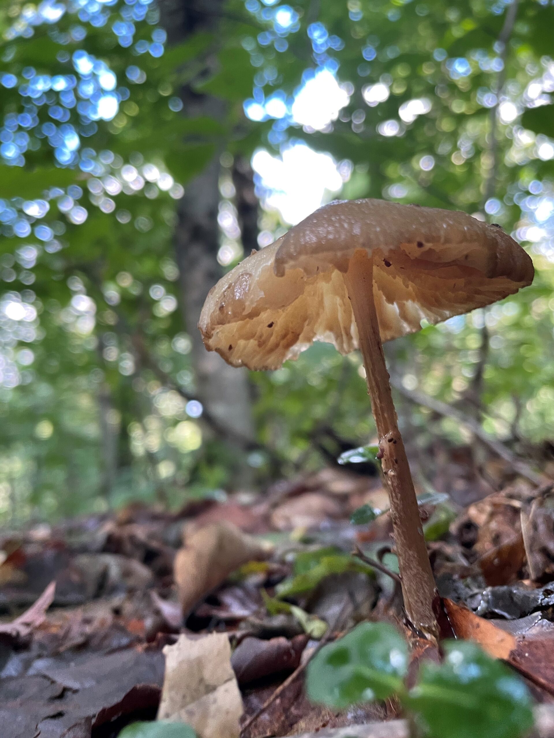 Mushroom Walk: October 7, 2023 – Wildlife Preserves